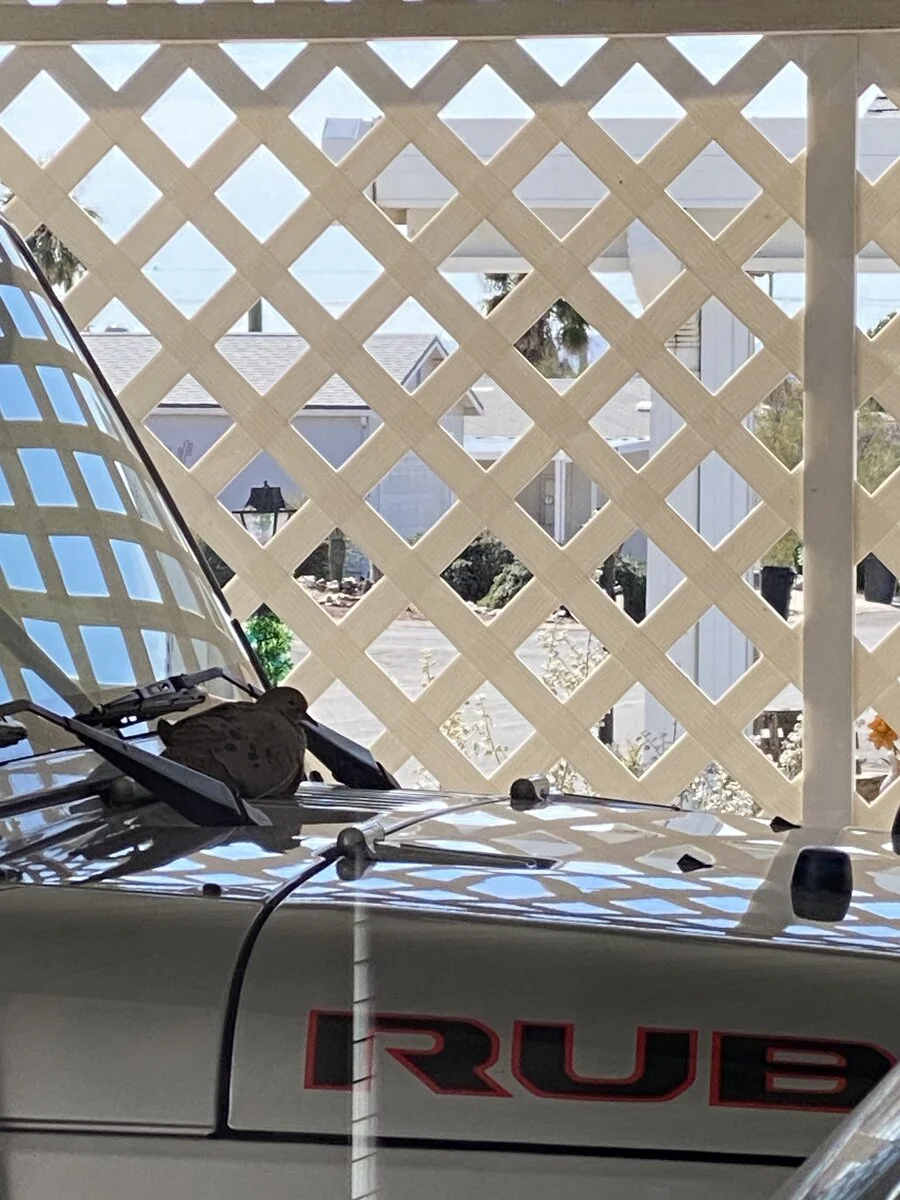 Birds nesting on my Jeep | Jeep Wrangler JK Forum