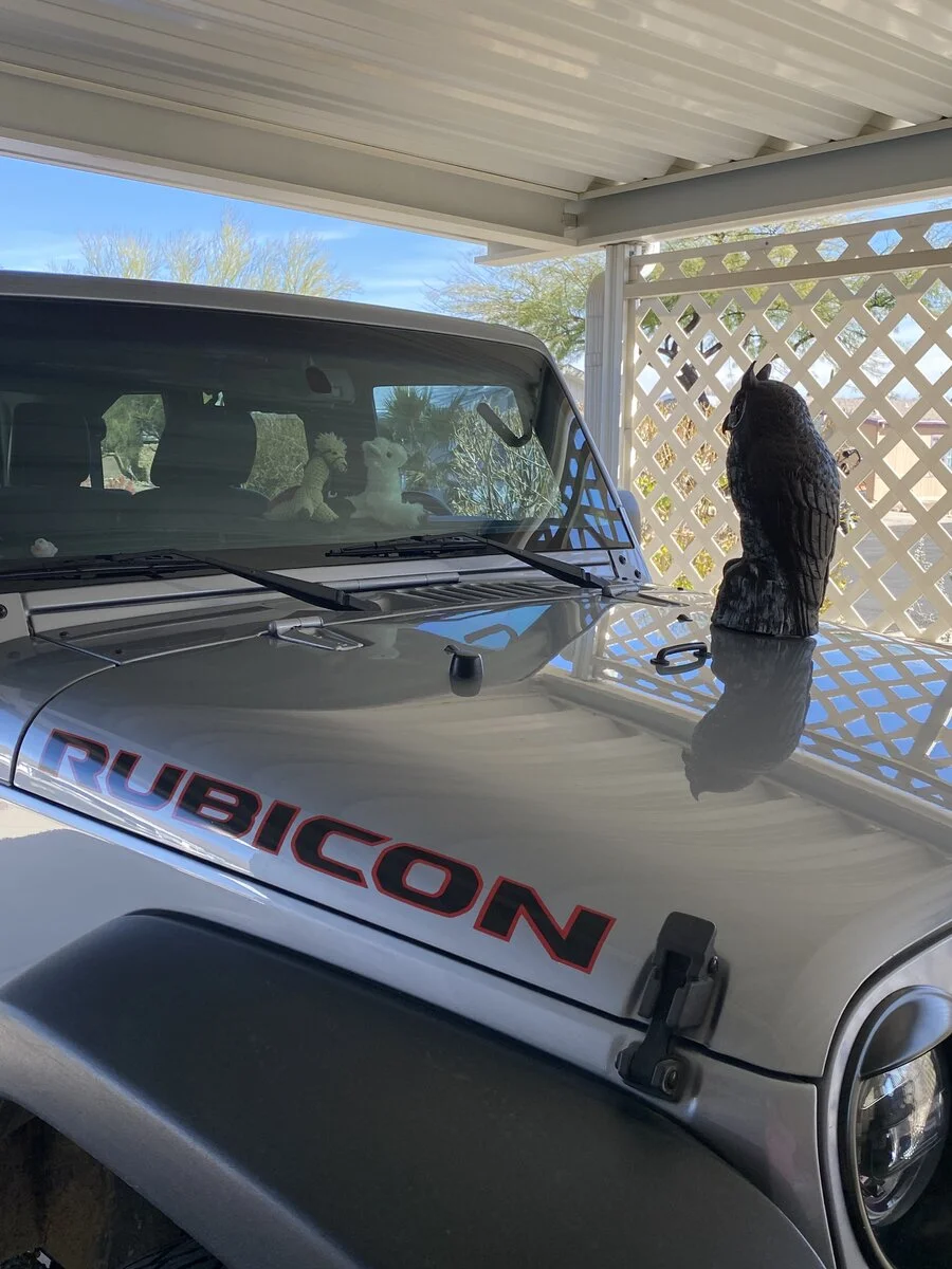 Birds nesting on my Jeep | Jeep Wrangler JK Forum